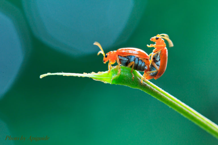 Gogimogi's Top 10 Most Beautiful Insects - Gogimogi
